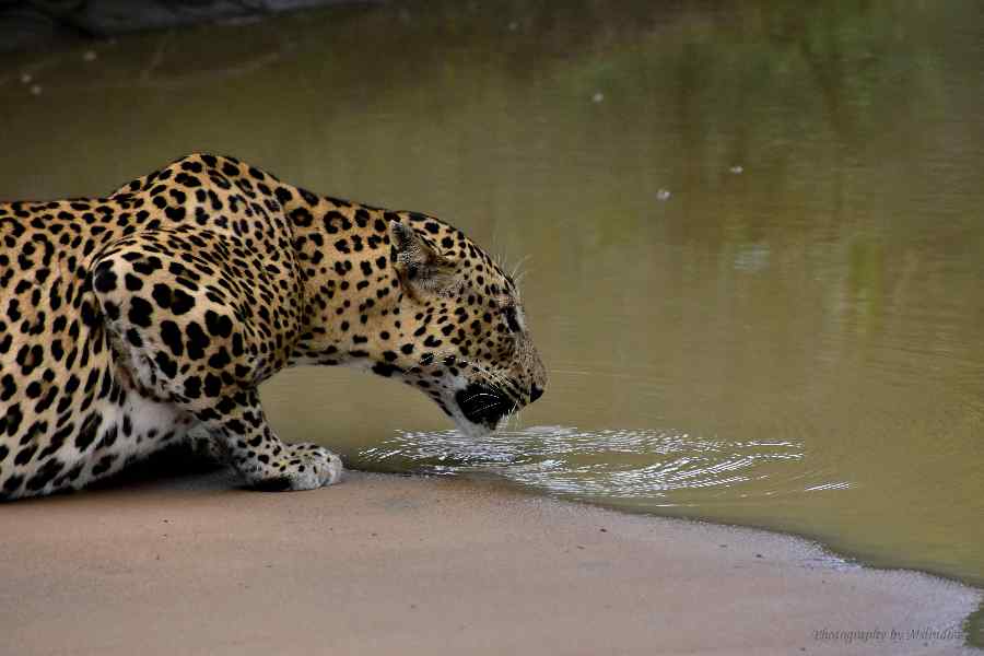 The Role of Conservation in Protecting Sri Lanka’s Wildlife: What You ...